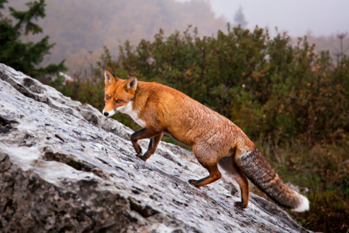 Animals in Europe | Wildlife | Animals | Europe | Fauna | Geography